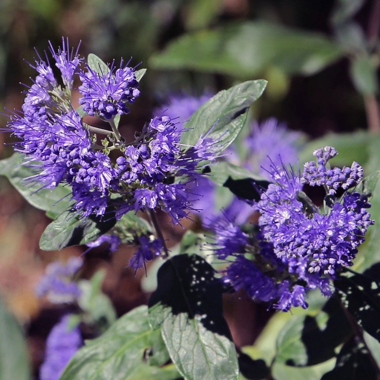 Barbula klandońska (Caryopteris ×clandonensis) - wygląd, wymagania ...