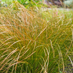 Turzyca (Carex) - wygląd, wymagania, warunki, odmiany, sklep | Zielony ...