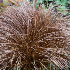 Turzyca (Carex) - wygląd, wymagania, warunki, odmiany, sklep | Zielony ...