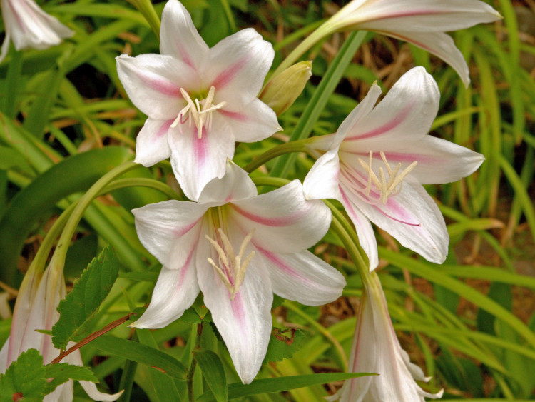 Ponętlin / Krynia / Krynka - opis, wygląd, wymagania, uprawa i pielęgnacja