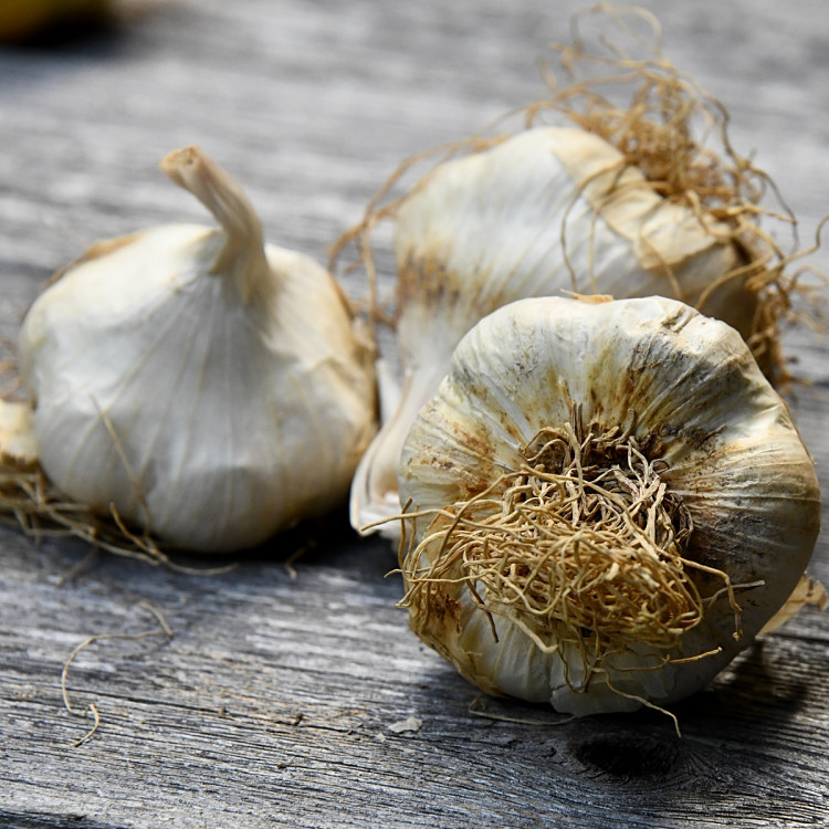 Czosnek pospolity - opis, wygląd, wymagania, uprawa i pielęgnacja