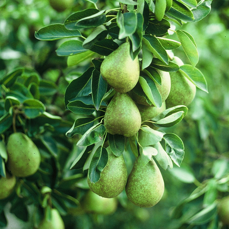 Grusza pospolita - wymagania, uprawa, pielęgnacja, odmiany | Zielony ...