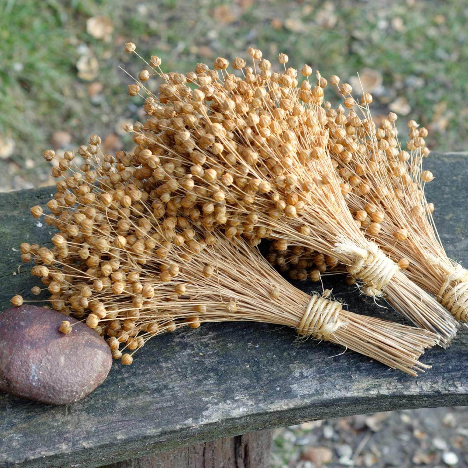 Len (Linum) - opis, wygląd, wymagania, uprawa i pielęgnacja