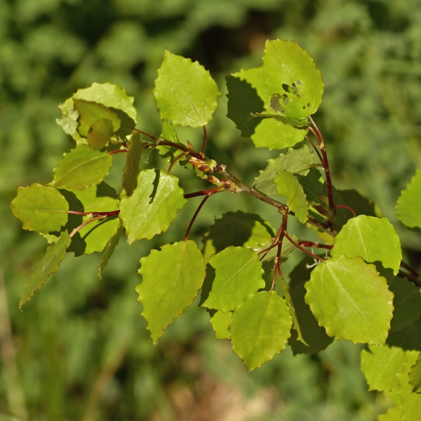 Topola osika (Populus tremula) - opis, wygląd, wymagania, uprawa i ...