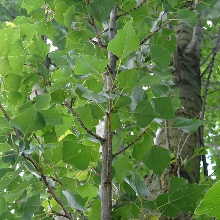 Topola czarna (Populus nigra) - wygląd, wymagania, warunki, odmiany ...