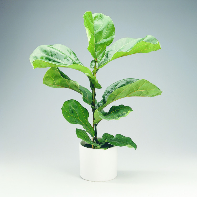 Figowiec lirolistny / Fikus dębolistny - opis, wygląd, wymagania ...