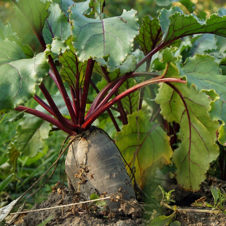 Burak zwyczajny - opis, wygląd, wymagania, uprawa i pielęgnacja