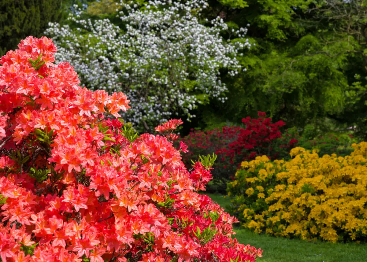 Idealne towarzystwo dla rododendronów – krzewy, pnącza, byliny ...