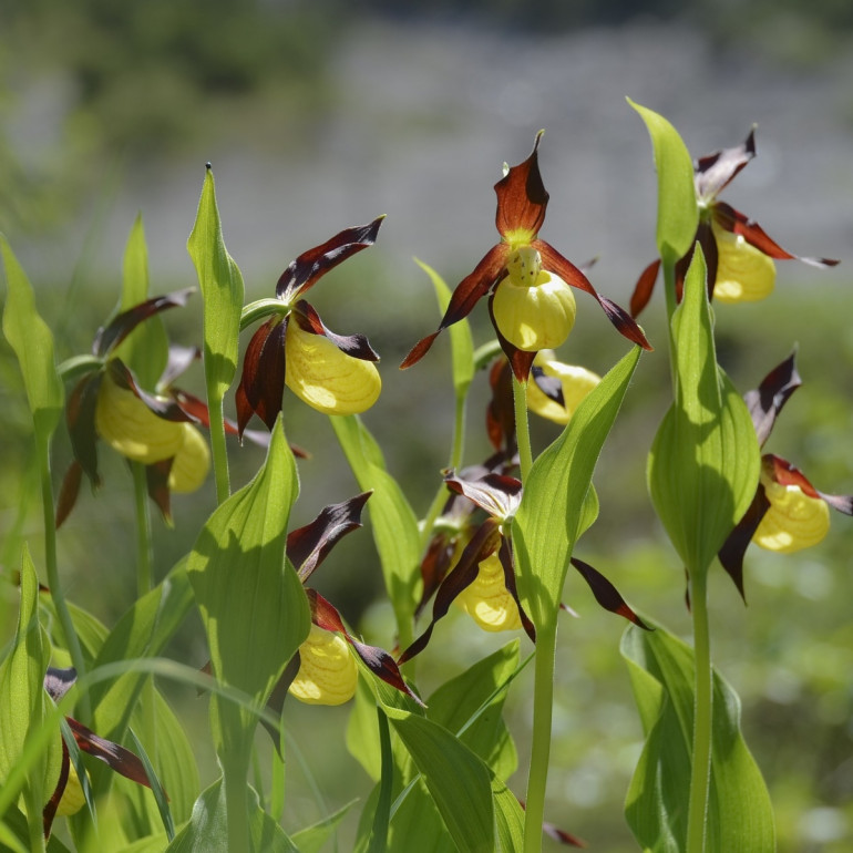 Obuwik (Cypripedium) - wygląd, wymagania, warunki, odmiany, sklep | Zielony Ogródek
