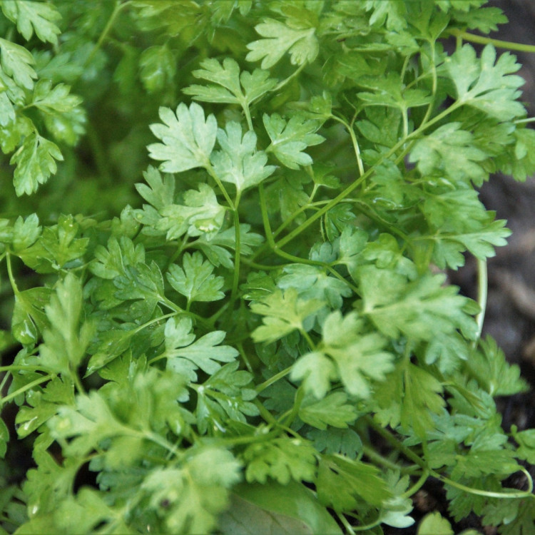 Trybula ogrodowa - opis, wygląd, wymagania, uprawa i pielęgnacja