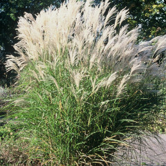 Miskant chiński (Miscanthus sinensis) - wygląd, wymagania, warunki ...