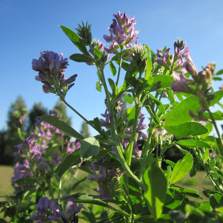 Lucerna siewna - opis, wygląd, wymagania, uprawa i pielęgnacja