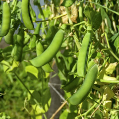 Groszek / Groch zwyczajny (Pisum sativum) - wygląd, wymagania, warunki ...