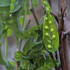 Groszek / Groch zwyczajny (Pisum sativum) - wygląd, wymagania, warunki ...