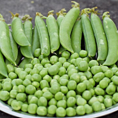 Groszek / Groch zwyczajny (Pisum sativum) - wygląd, wymagania, warunki ...