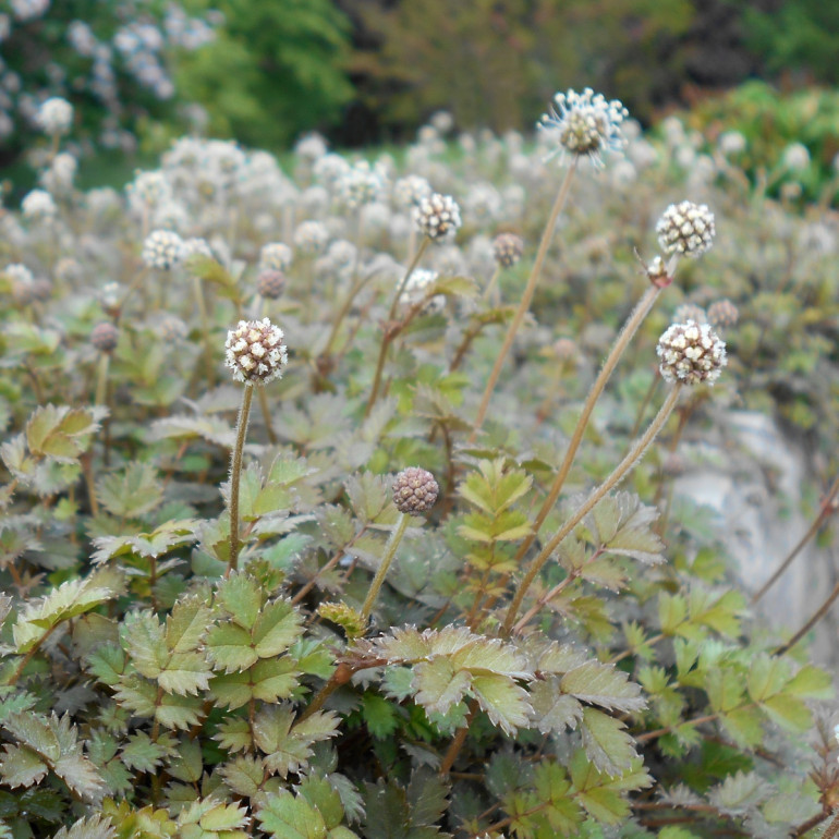 Acena drobnolistna (Acaena microphylla) - wygląd, wymagania, warunki ...
