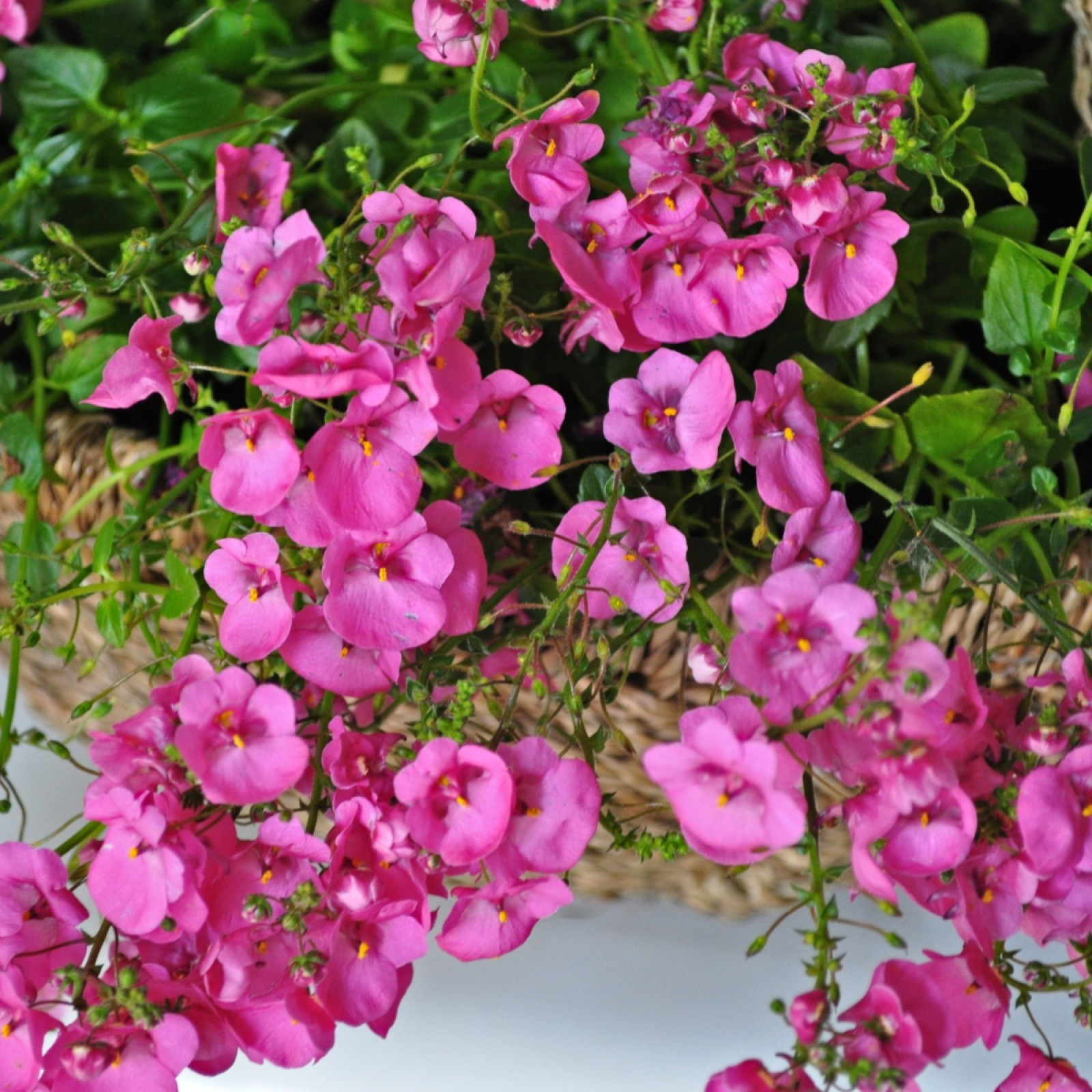 Diaskia (Diascia) - opis, wygląd, wymagania, uprawa i pielęgnacja