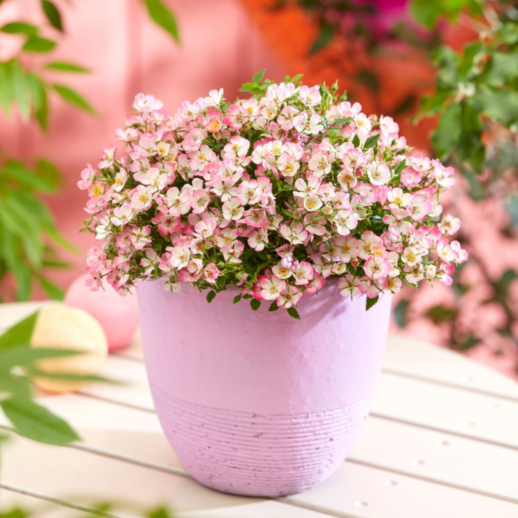 Róża 'Cutie Pie' - opis, wygląd, wymagania, uprawa i pielęgnacja