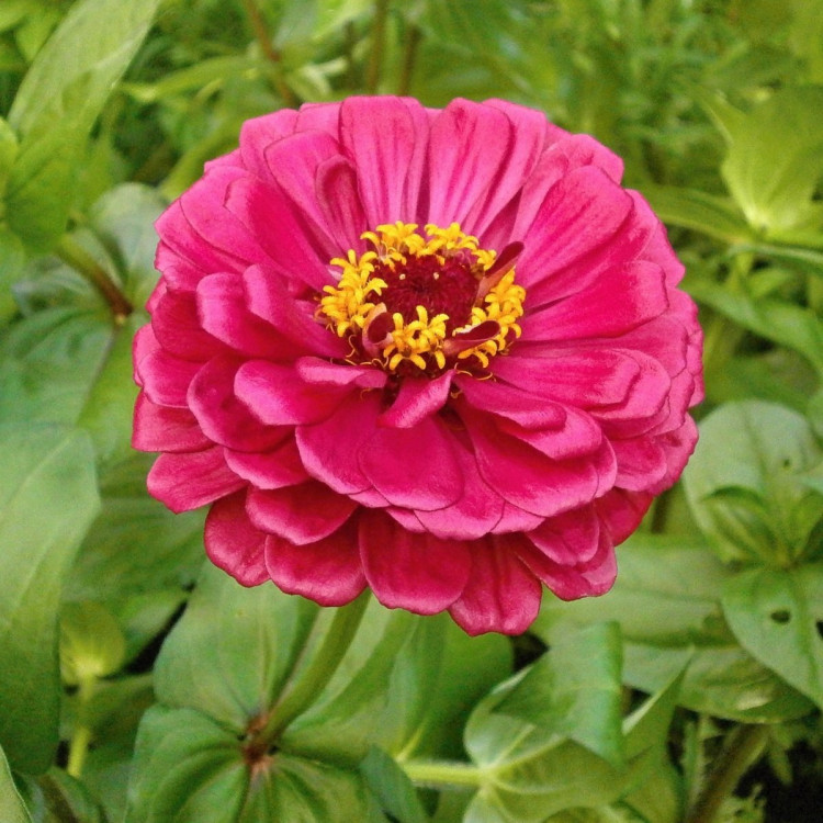 Cynia wytworna - opis, wygląd, wymagania, uprawa i pielęgnacja