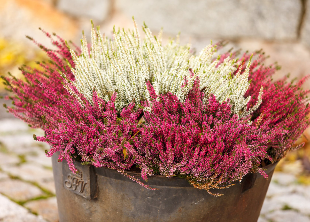 Jak uprawiać doniczkowe wrzosy? Nie możesz ich zaniedbać. Zobacz, co ...