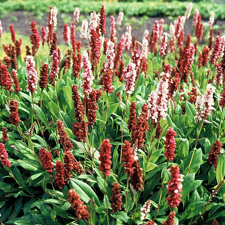 Rdest pokrewny (Polygonum affine) - wygląd, wymagania, warunki, odmiany ...