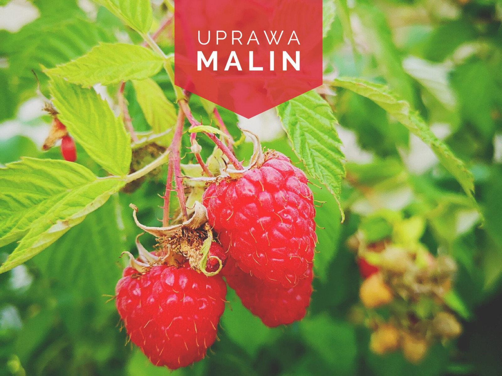Maliny – owoce dla każdego! Poradnik uprawy i pielęgnacji
