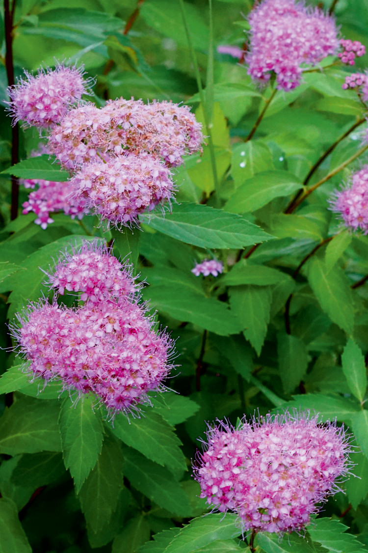 Najpiękniejsze tawuły świata, które warto posadzić w ogrodzie