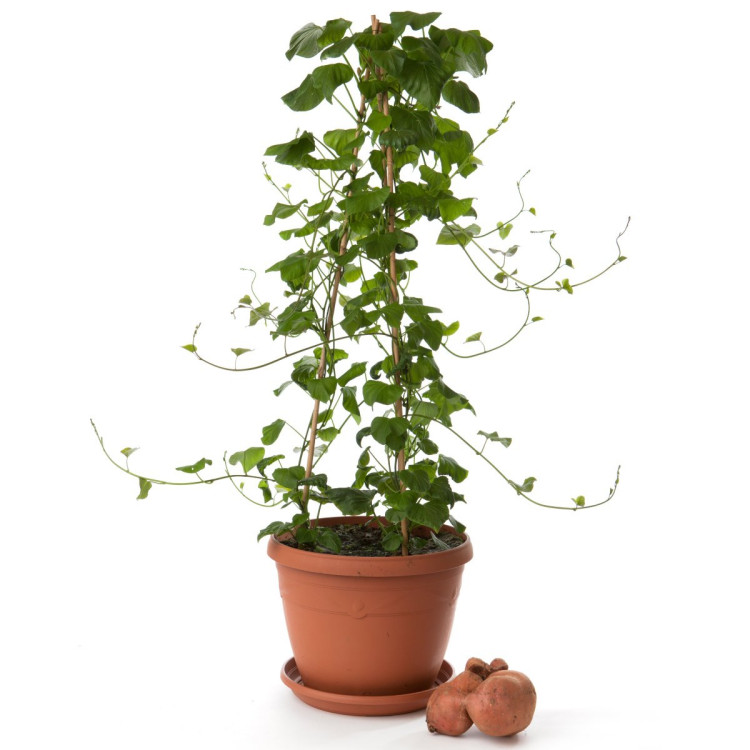 Wilec ziemniaczany - opis, wygląd, wymagania, uprawa i pielęgnacja