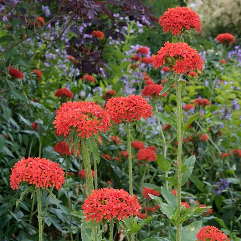 Firletka chalcedońska (Lychnis chalcedonica) - wygląd, wymagania ...