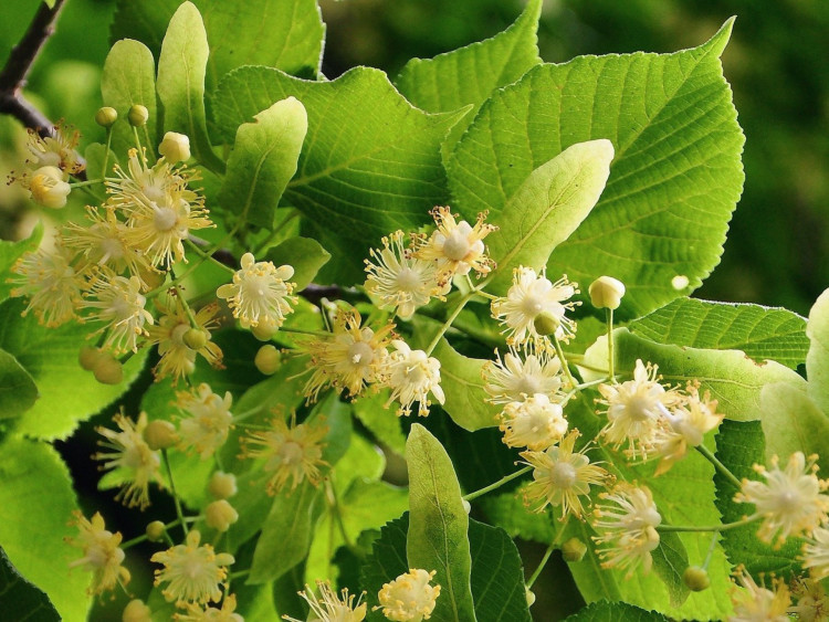 Lipa dobra na wszystko! Właściwości lecznicze i zastosowanie! Sprawdź!