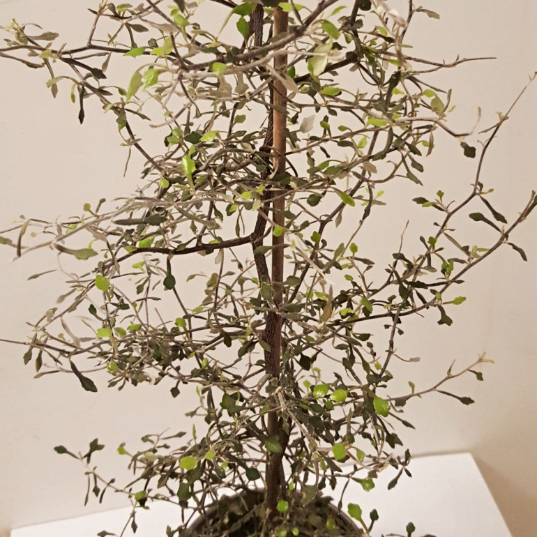Corokia Cotoneaster (Corokia cotoneaster) - wygląd, wymagania, warunki ...
