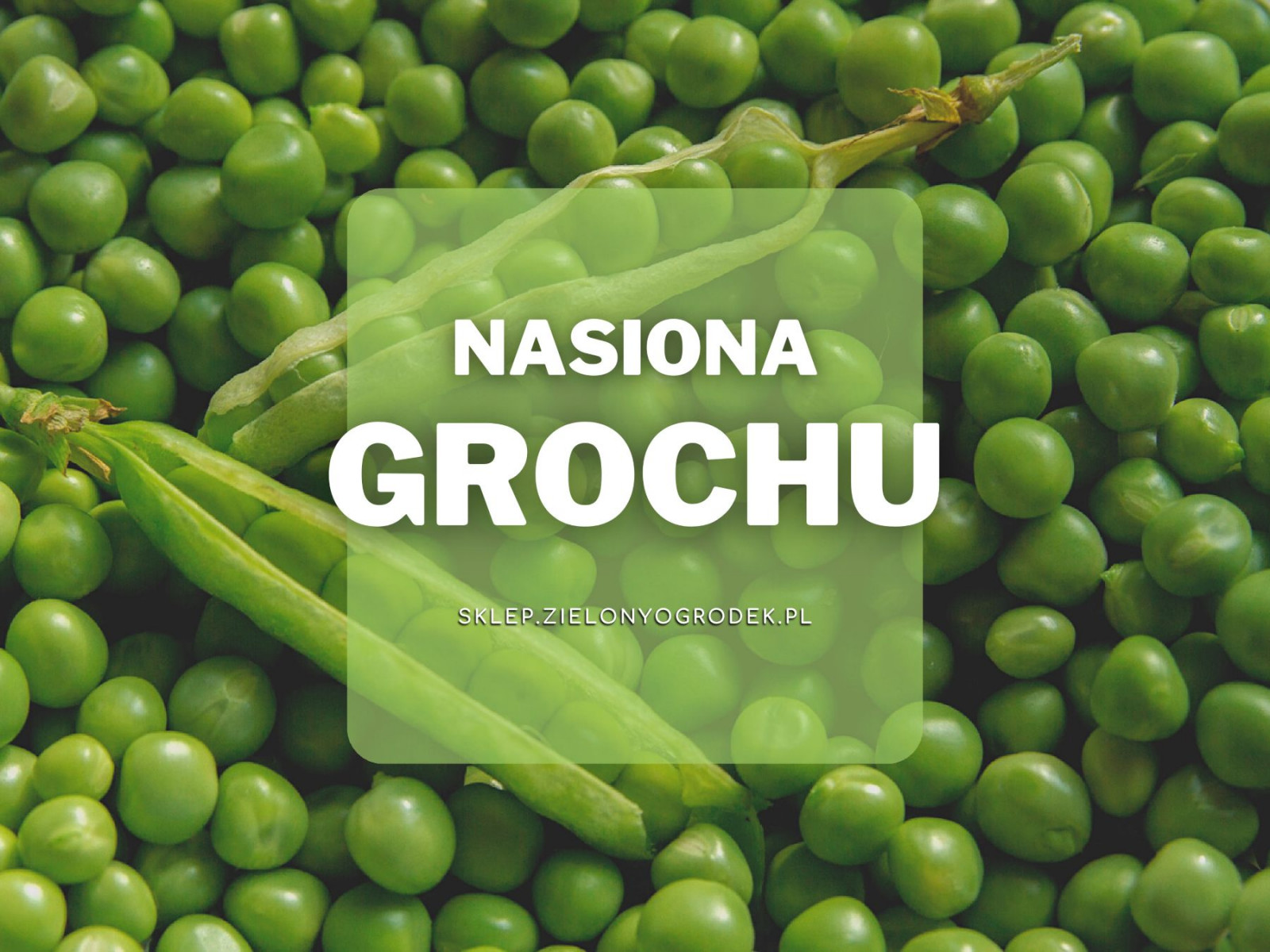 Najlepsze nasiona grochu | Rodzaje, wybór, ceny