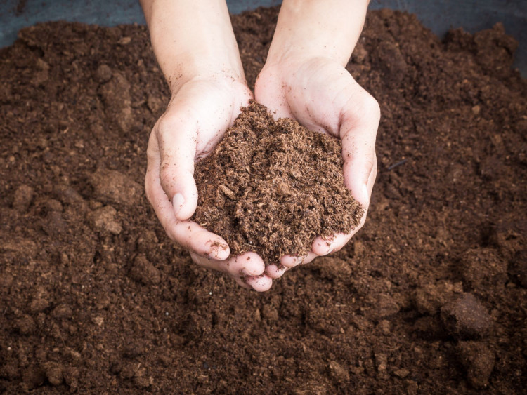 Czym jest torf i jak wykorzystujemy go w ogrodzie? Sprawdź!