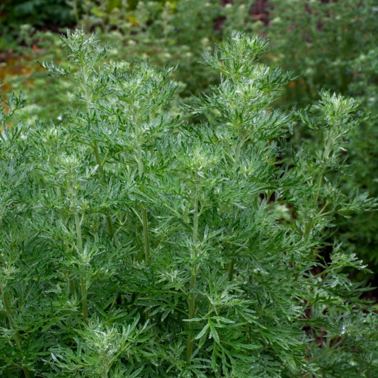 Bylica piołun (Artemisia absinthium) - wygląd, wymagania, warunki ...