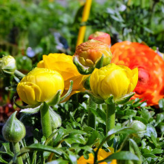 Jaskier (Ranunculus) - wygląd, wymagania, warunki, odmiany, sklep ...