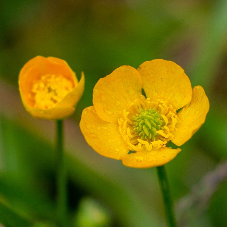 Jaskier - opis, wygląd, wymagania, uprawa i pielęgnacja