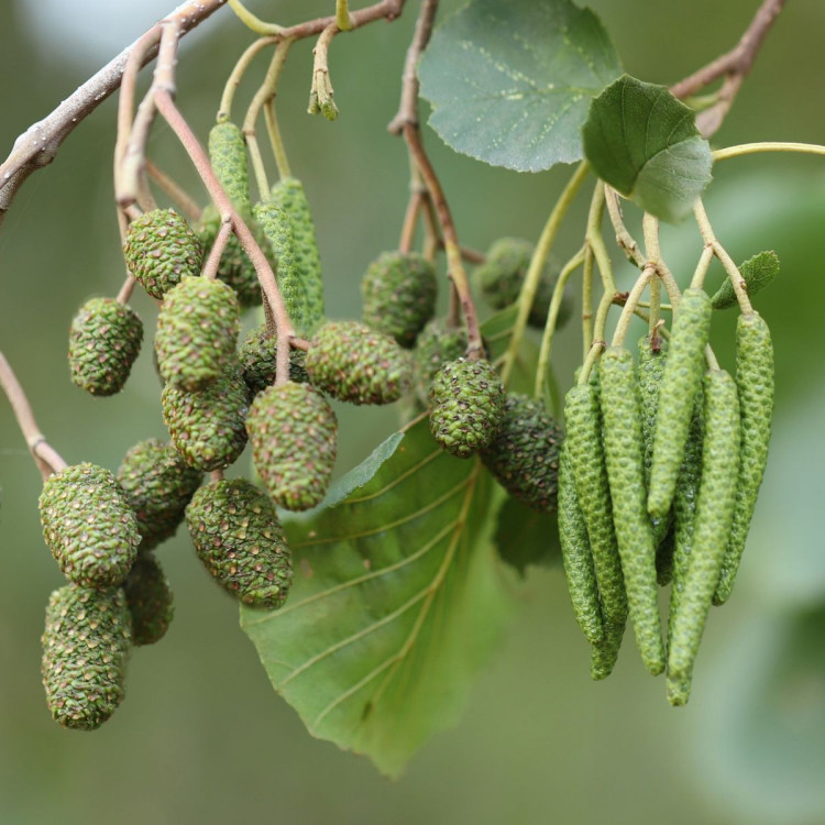 Olcha / Olsza - opis, wygląd, wymagania, uprawa i pielęgnacja
