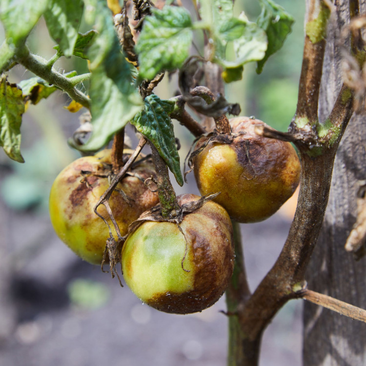 Jak zwalczyć zarazę ziemniaczana na pomidorach?