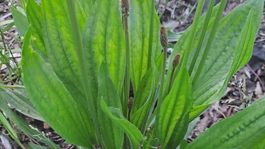Babka Lancetowata Plantago Lanceolata Opis Wygl d Wymagania Babka Lancetowata Plantago Lanceolata Opis Wygl d Wymagania