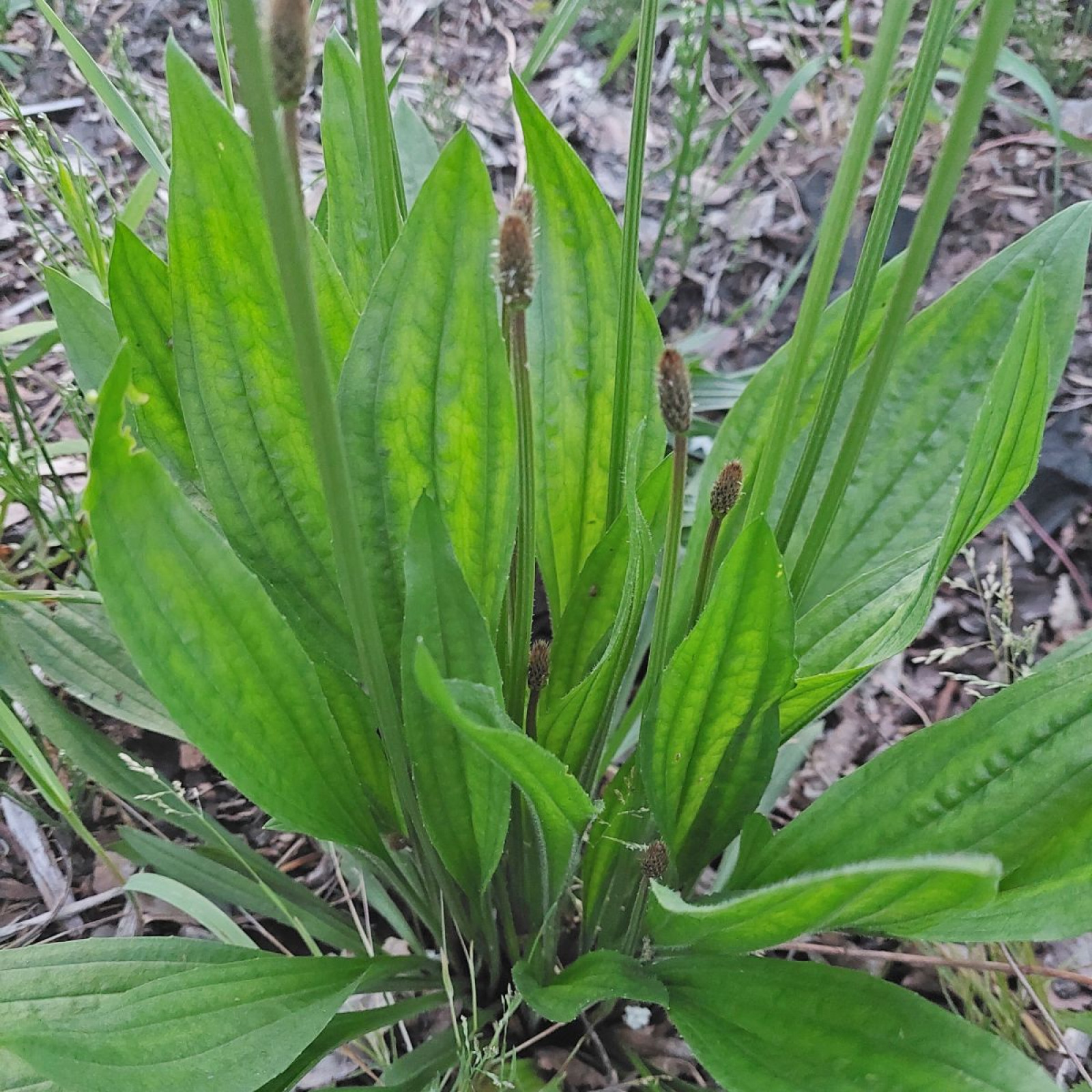Babka Lancetowata Plantago Lanceolata Opis Wygl d Wymagania Babka Lancetowata Plantago Lanceolata Opis Wygl d Wymagania