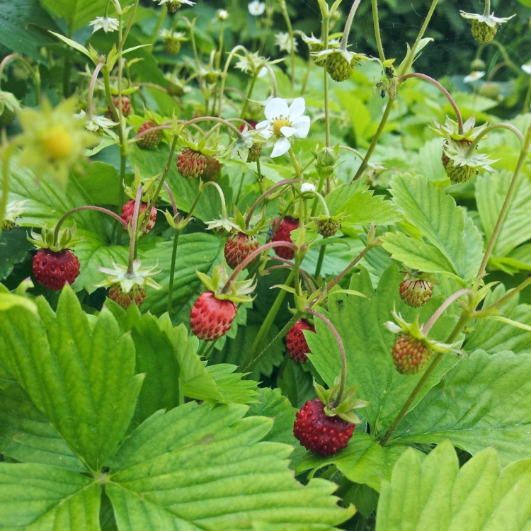 Poziomka pospolita - opis, wygląd, wymagania, uprawa i pielęgnacja