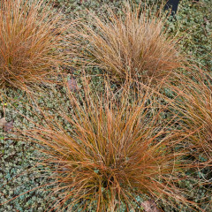 Turzyca Buchanana (Carex buchananii) - wygląd, wymagania, warunki ...
