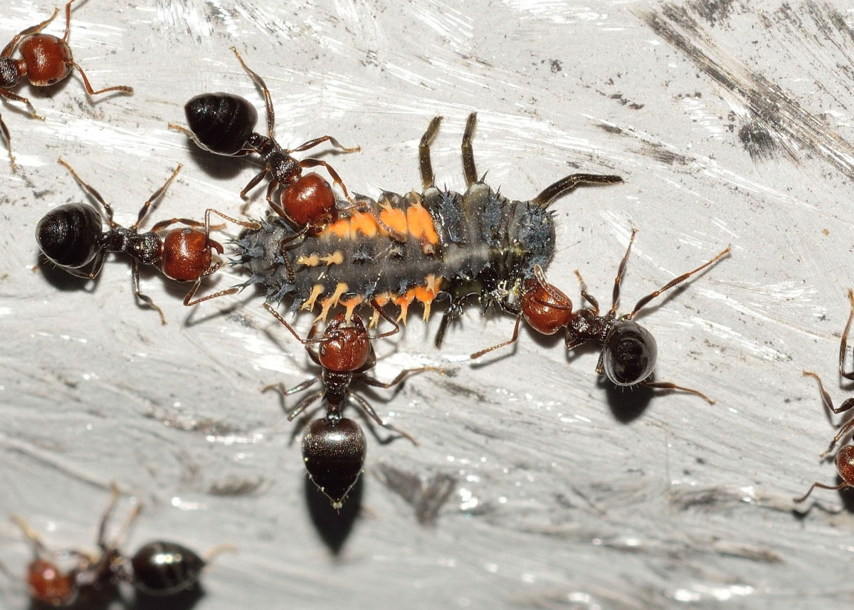 Mszyce to najgroźniejsze szkodniki roślin | Sprawdź, jak je skutecznie ...