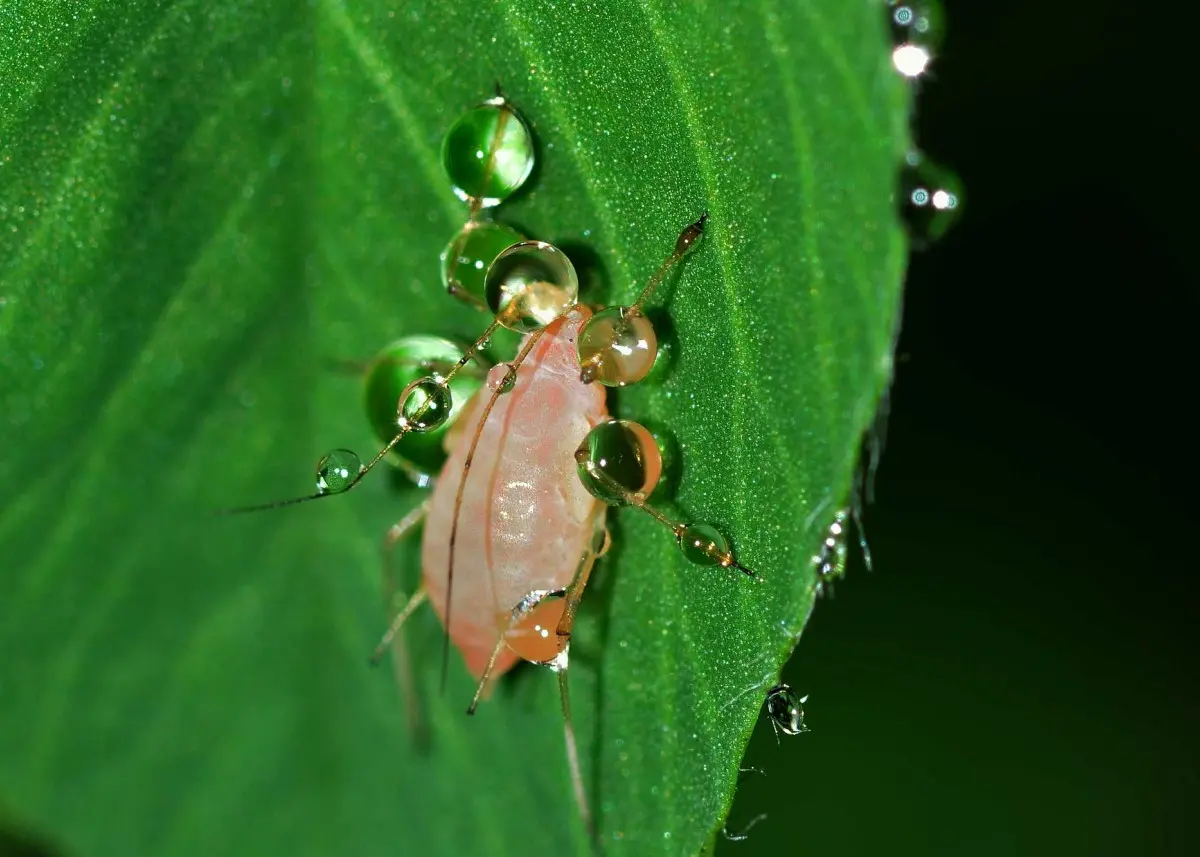 Mszyce to najgroźniejsze szkodniki roślin | Sprawdź, jak je skutecznie ...