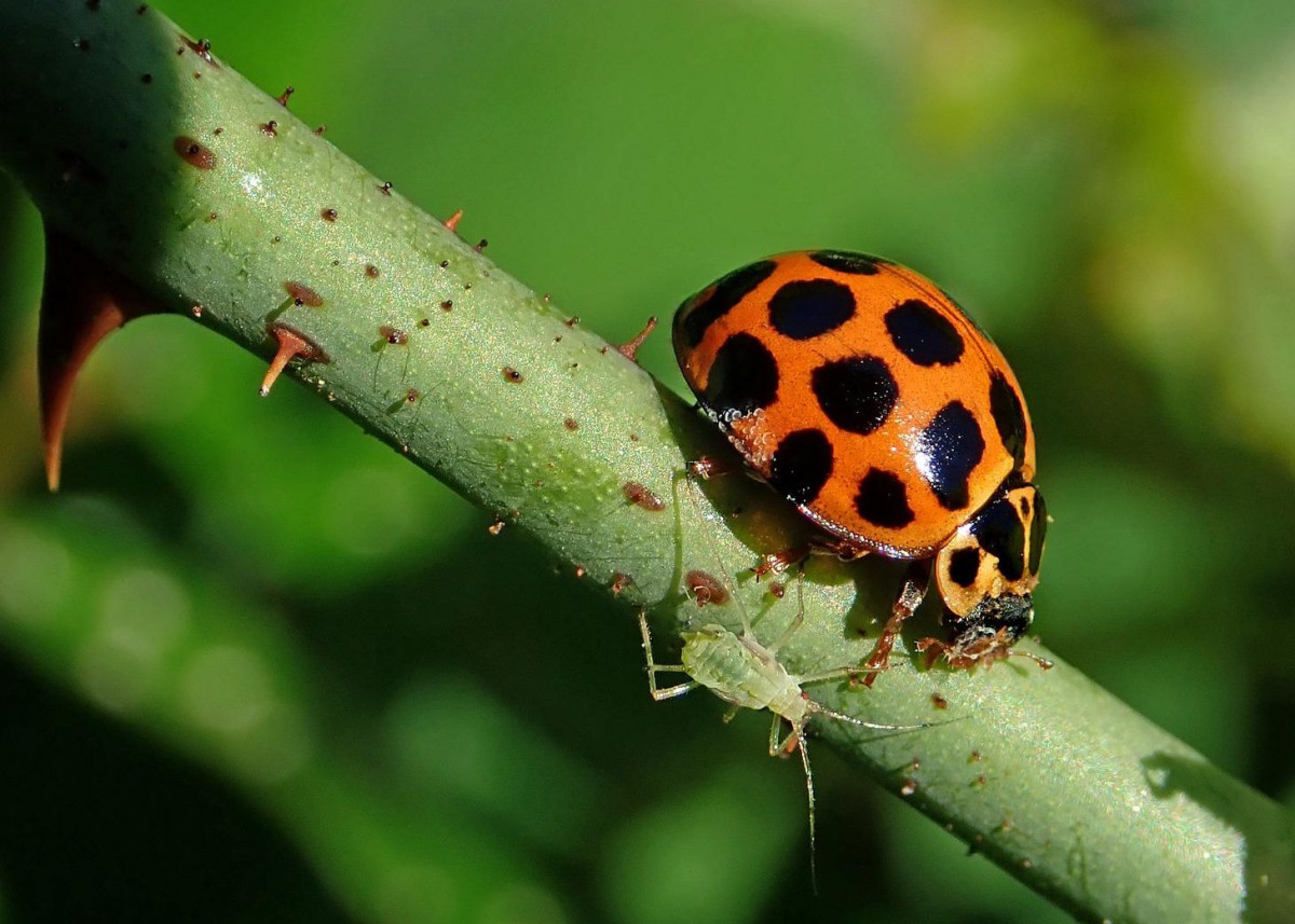 Mszyce to najgroźniejsze szkodniki roślin | Sprawdź, jak je skutecznie ...