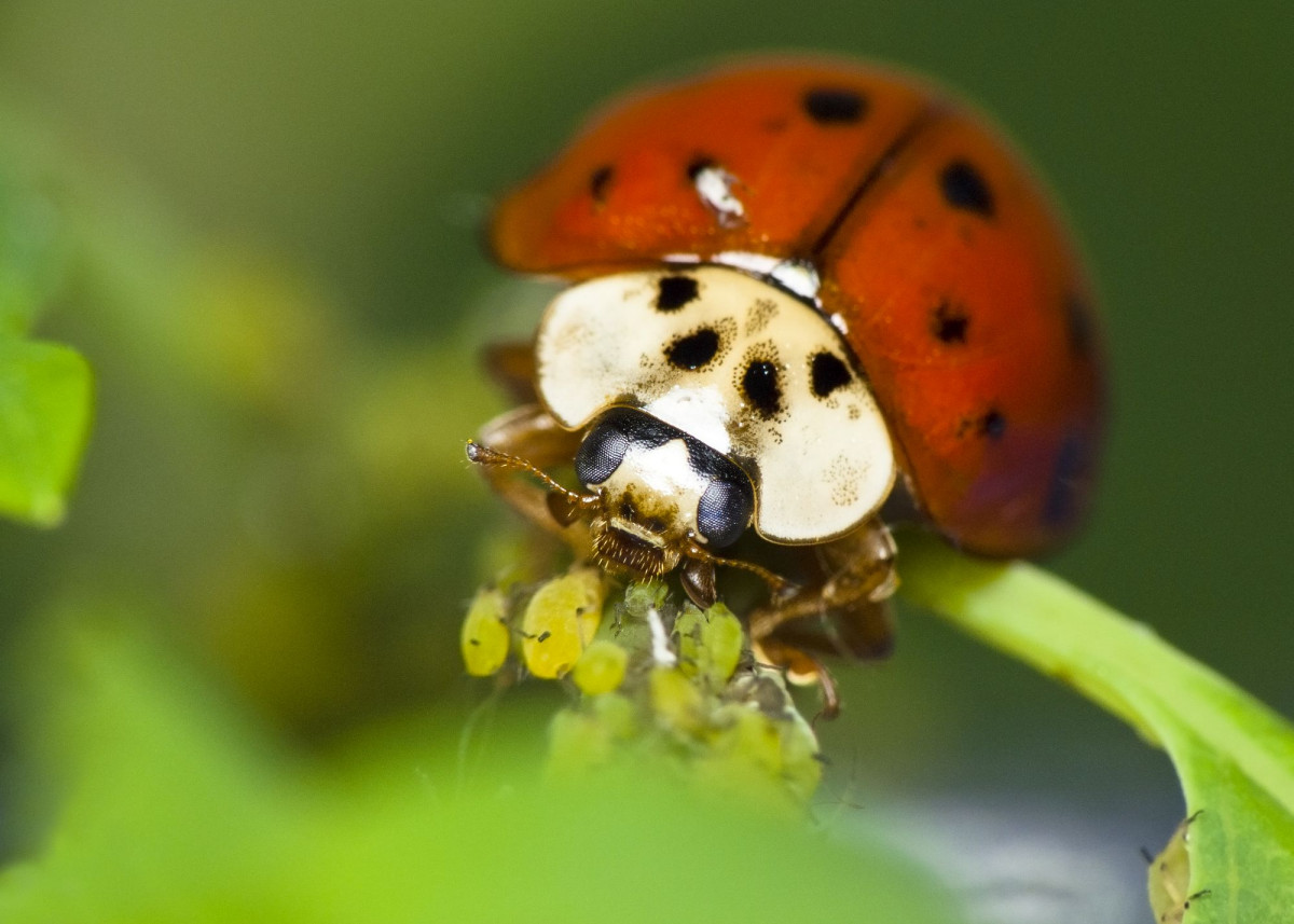 Mszyce to najgroźniejsze szkodniki roślin | Sprawdź, jak je skutecznie ...