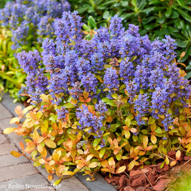 Dąbrówka FEATHERED FRIENDS FANCY FINCH (Ajuga) - wygląd, wymagania ...
