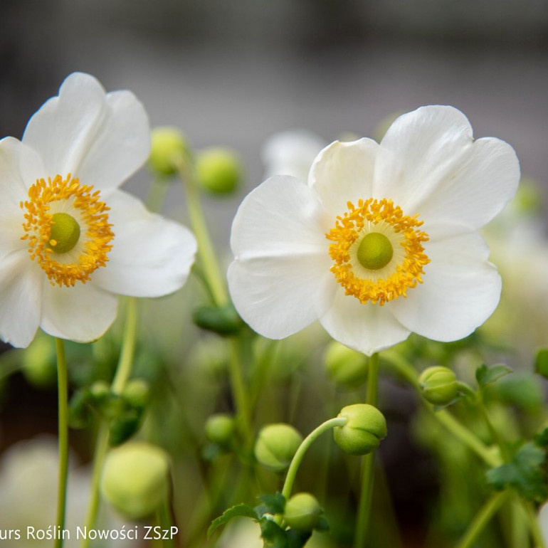 Zawilec 'Summer Breeze Snow' (Anemone) - wygląd, wymagania, warunki ...