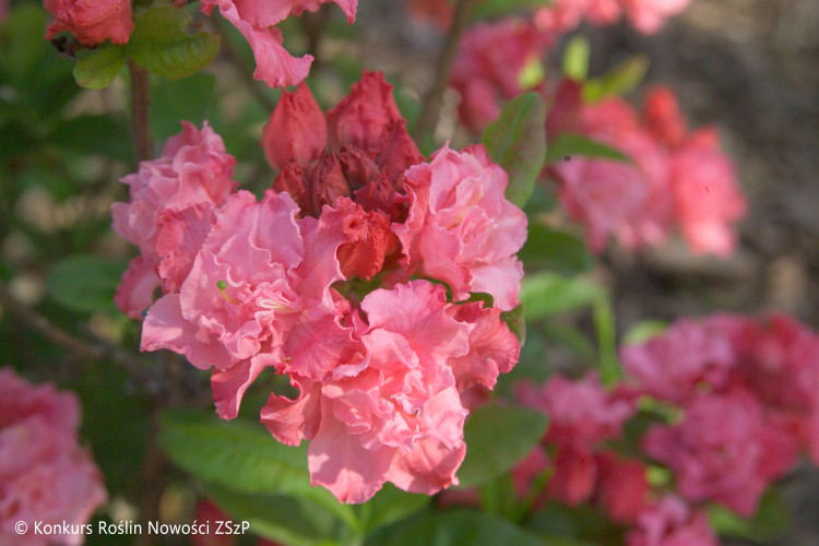 Azalia 'Anna' - opis, wygląd, wymagania, uprawa i pielęgnacja