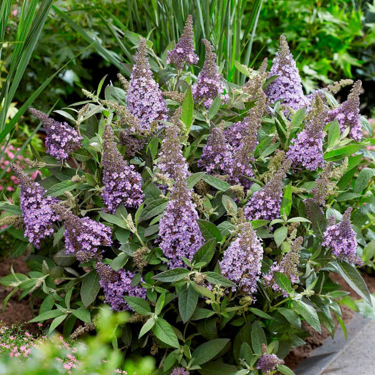 Budleja Davida BUTTERFLY CANDY® LILA SWEETHEART (Buddleja davidii ...